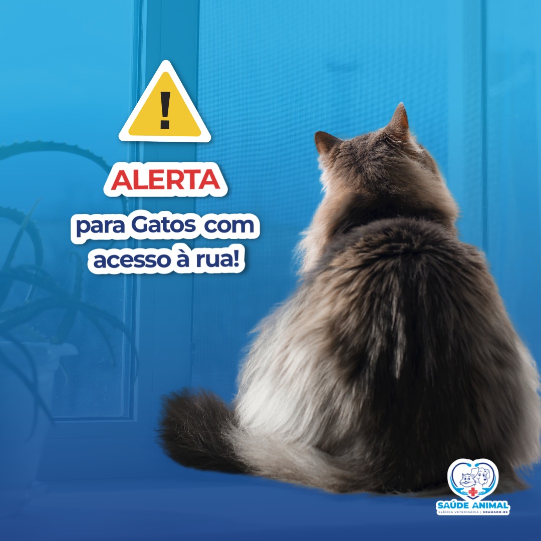 Alerta para gatos com acesso à rua - Clínica Veterinária Saúde Animal